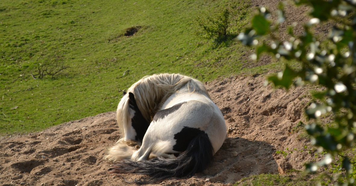 Why Do Horses Lay Down And What Does It Mean When A Horse Lays Down 